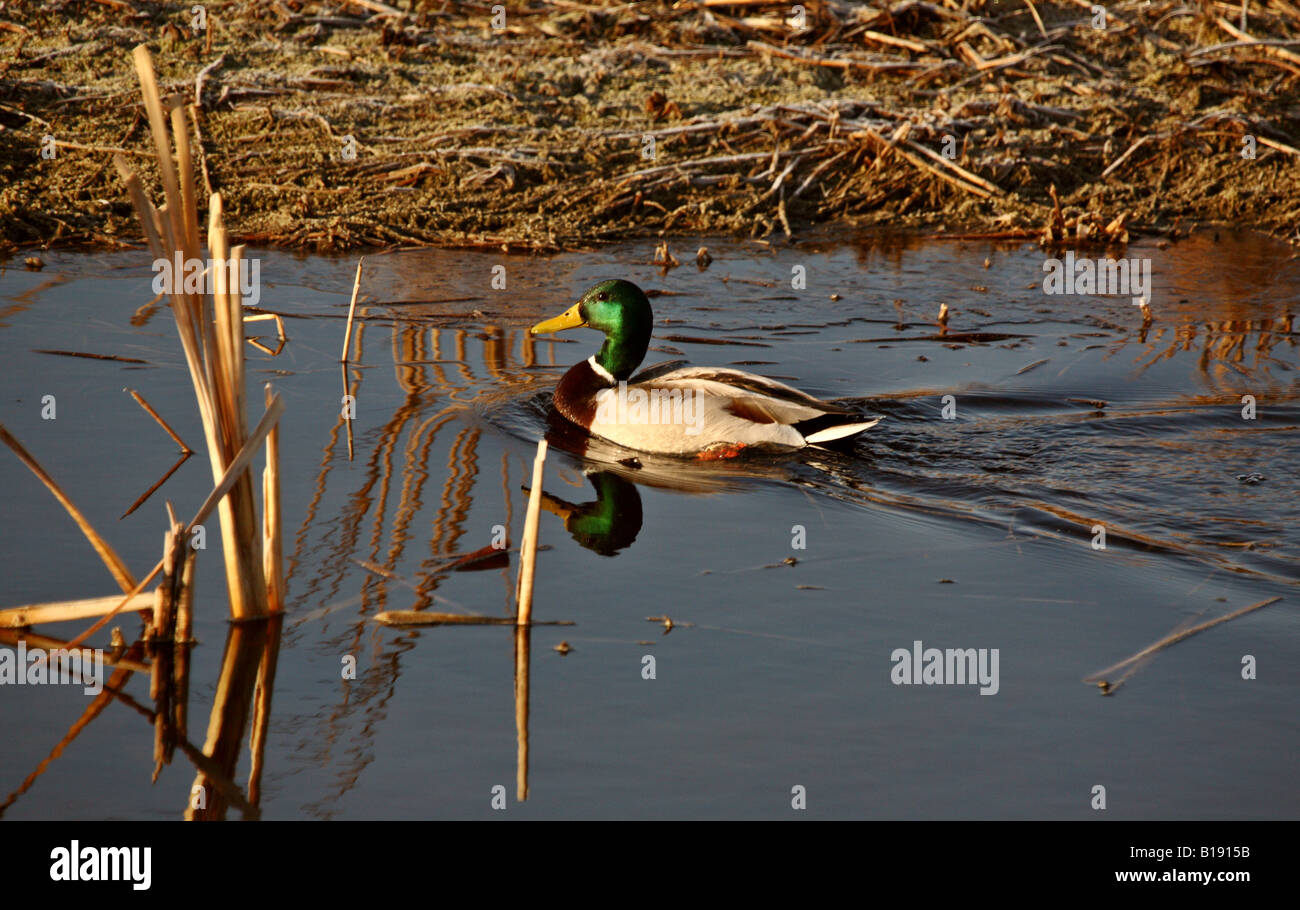 Mallard Duck swimming in pond Stock Photo - Alamy
