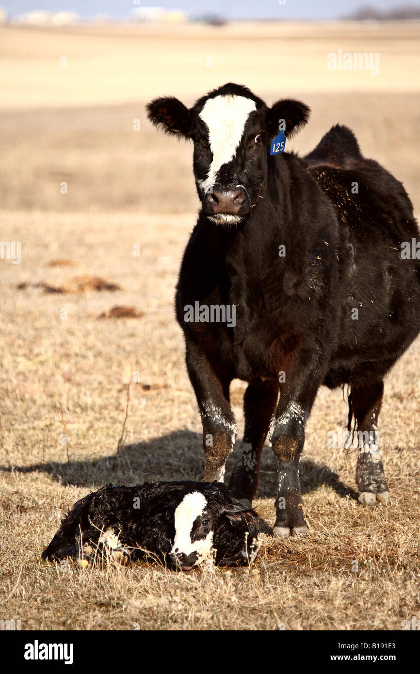 Being guarded hi-res stock photography and images - Alamy