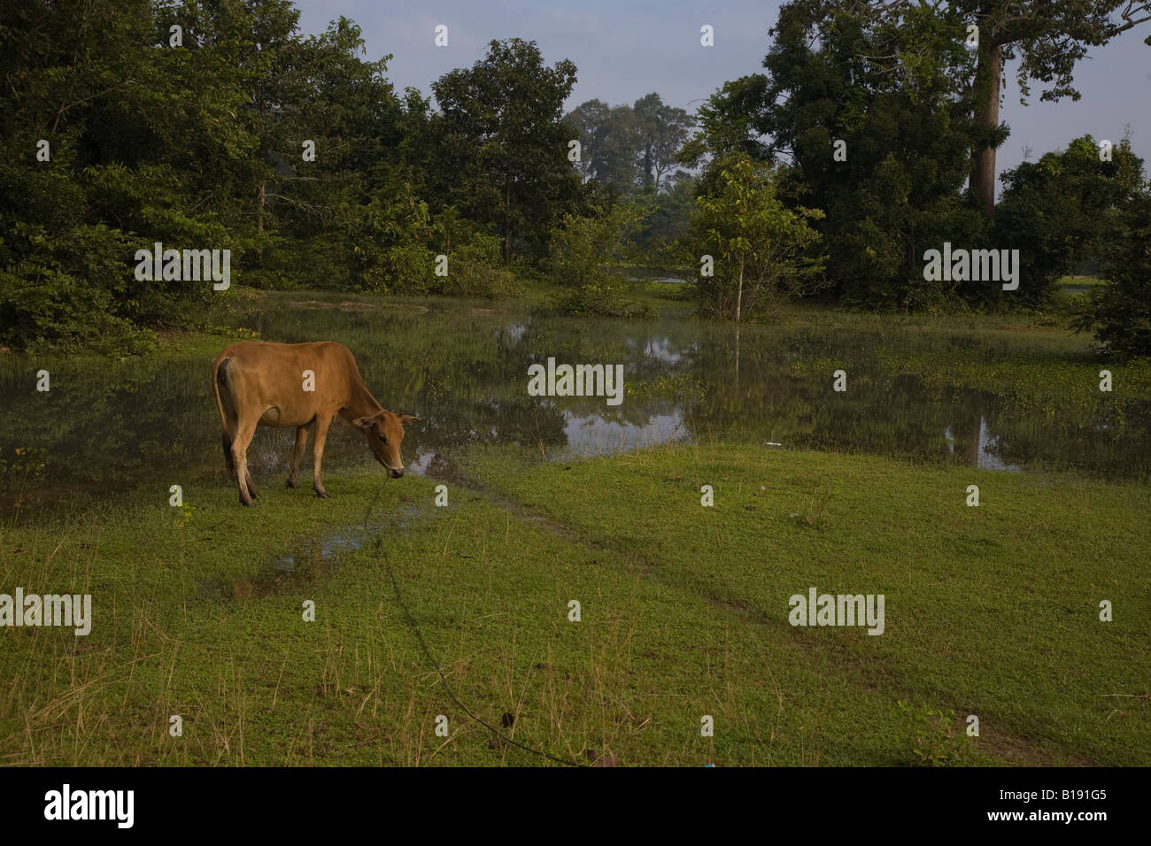Cow grazing at Ta Phrom Stock Photo - Alamy