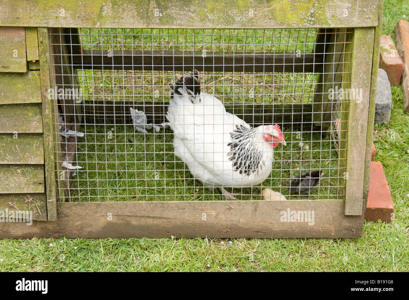 Baby chickens chicks and mother hen in a coup Hampshire England Stock ...