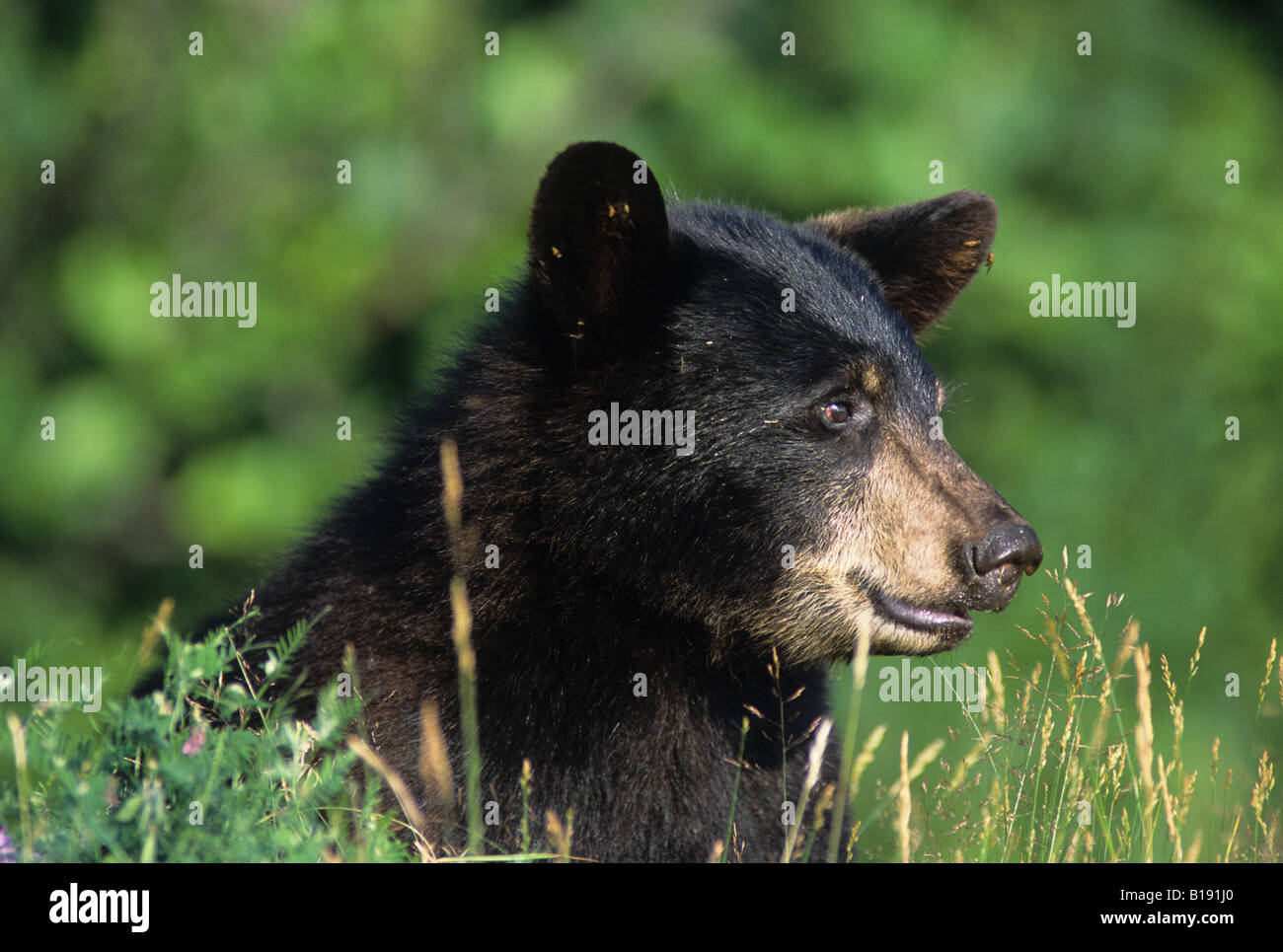 Black bear head side view hi-res stock photography and images - Alamy