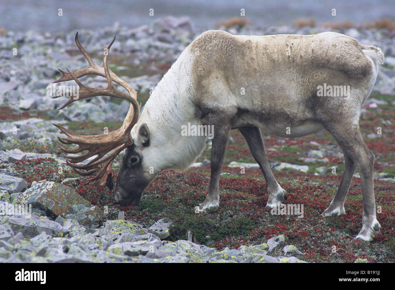 Caribou canada eating hi-res stock photography and images - Alamy