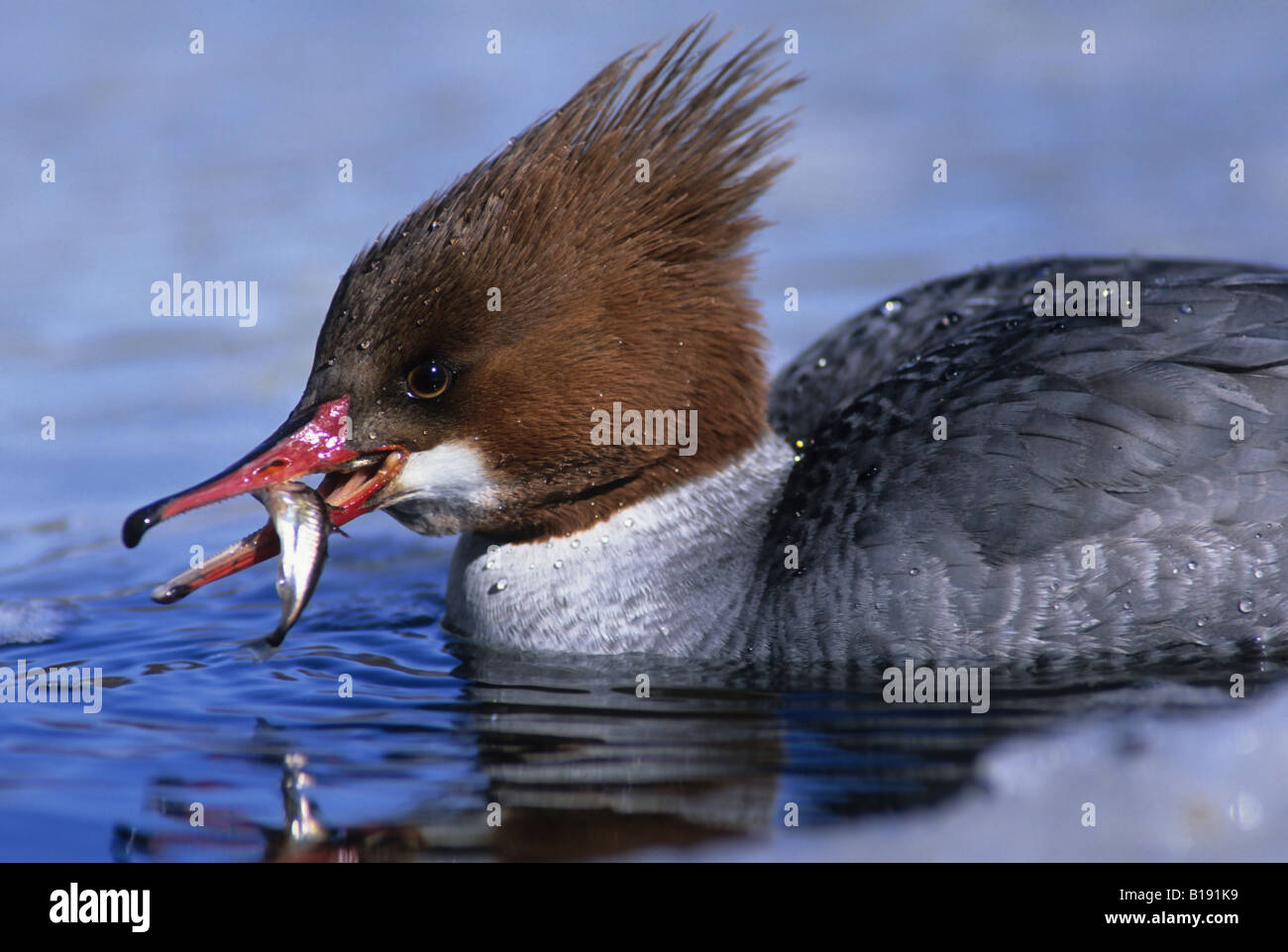 Common Merganser female with silverside fish, Nova Scotia, Canada Stock ...