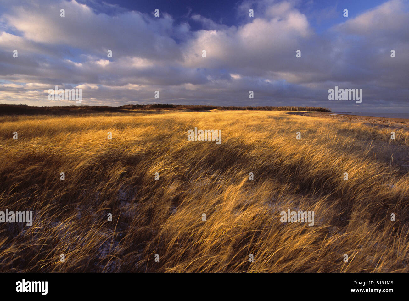 Munroe's Island dunes at sunset, Nova Scotia, Canada Stock Photo - Alamy