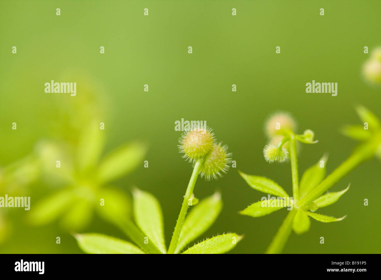 Close up of Sticky Willy fruit (Galium Aparine Stock Photo - Alamy