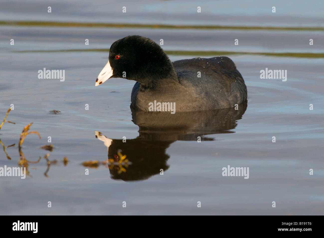 American coot at esquimalt lagoon hi-res stock photography and images ...