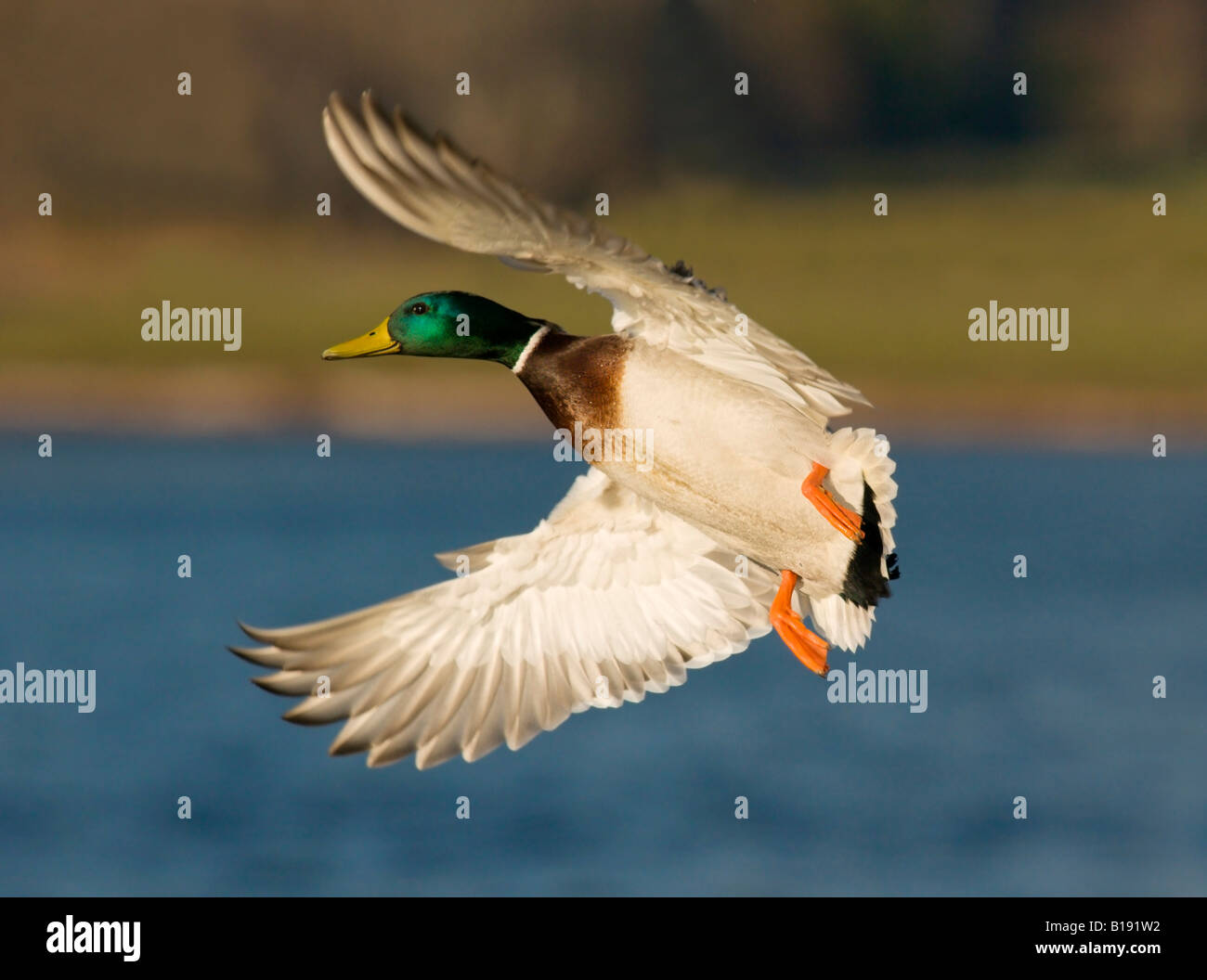 Male mallard in flight at esquimalt lagoon hi-res stock photography and ...