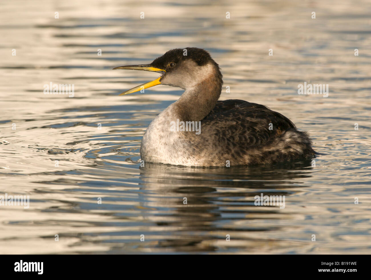Red-necked Grebe off Oak Bay, British Columbia, Canada Stock Photo - Alamy