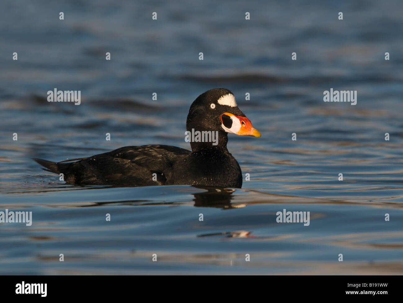 male Surf Scoter at Esquimalt Lagoon Victoria, British Columbia, Canada ...
