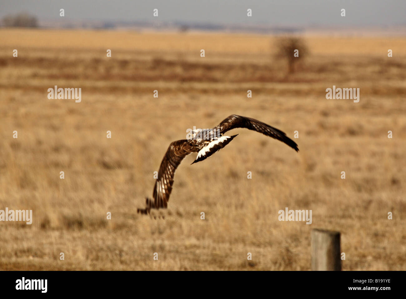 Rough legged Hawk taking flight from fence post Stock Photo - Alamy