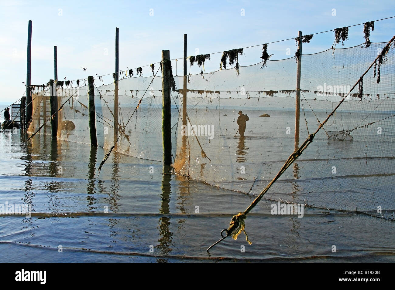 Weir robert hi-res stock photography and images - Alamy