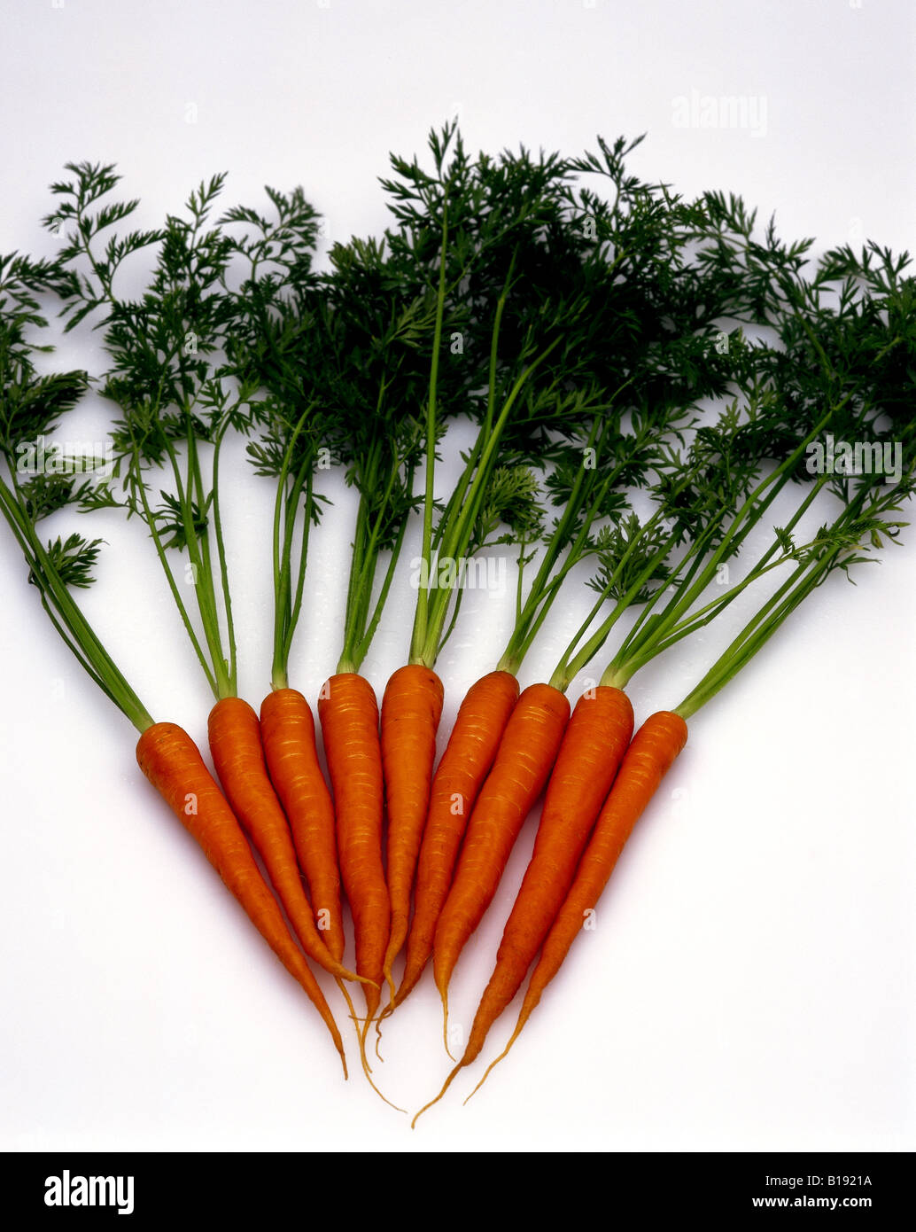 Stem healthy fan carrot orange red vertical root carrot vertical hi-res ...