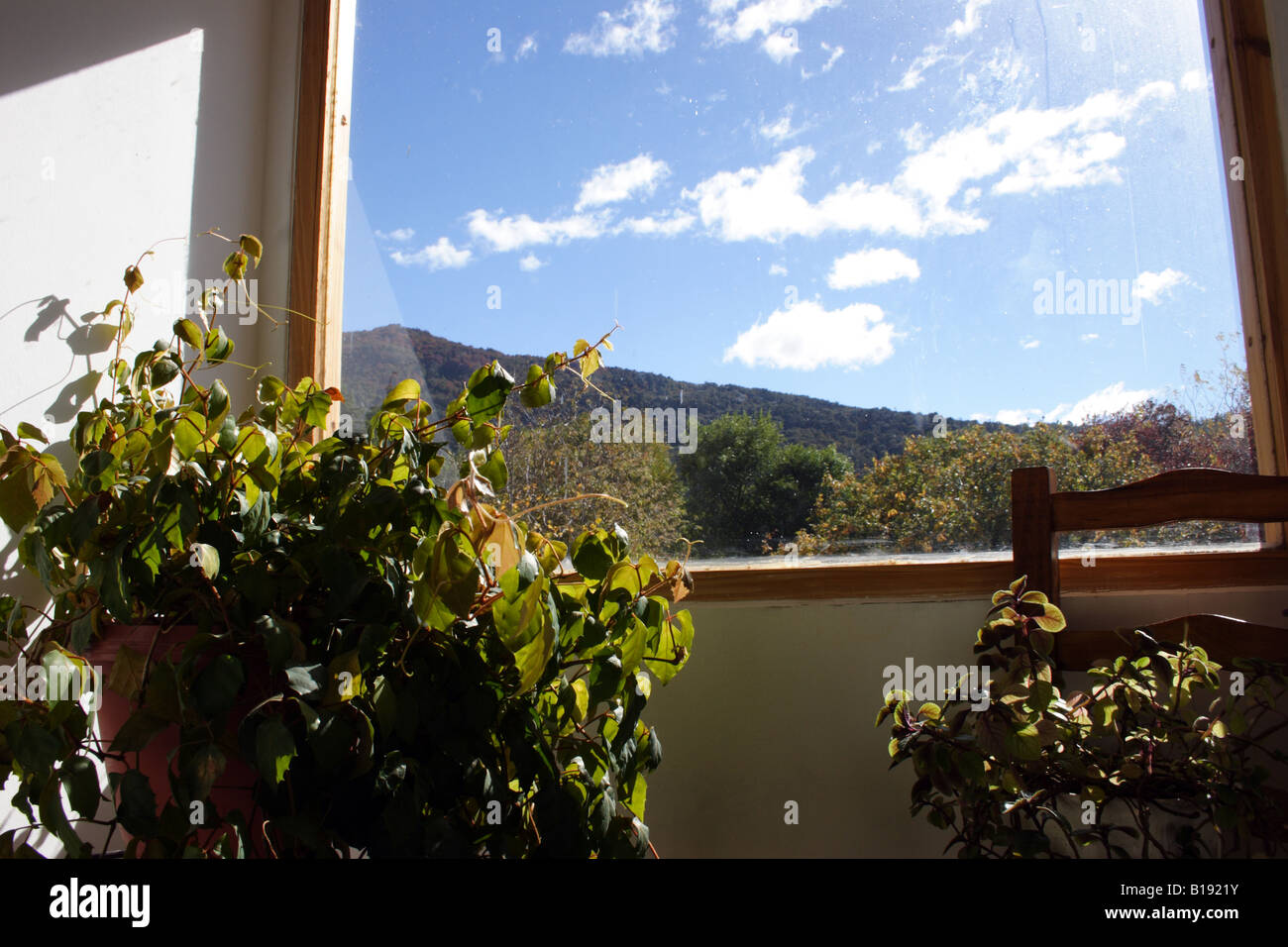 Window and plants 1 Stock Photo - Alamy