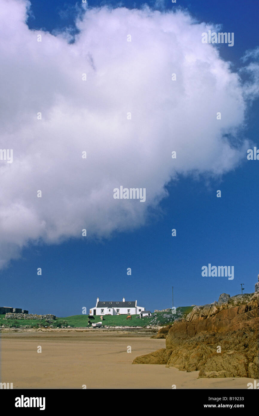 Tiree beach cows hi-res stock photography and images - Alamy