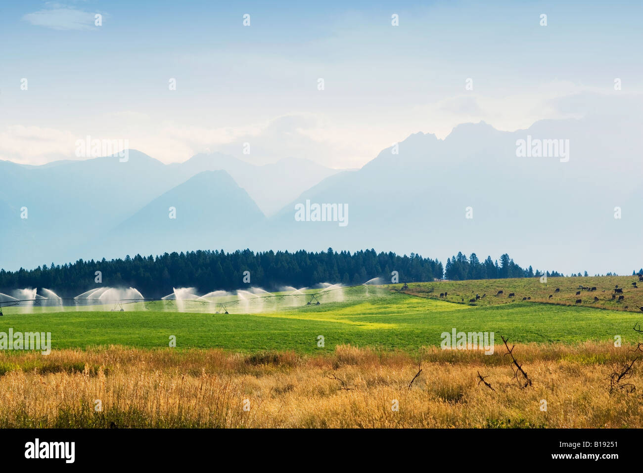 British cattle hi-res stock photography and images - Alamy