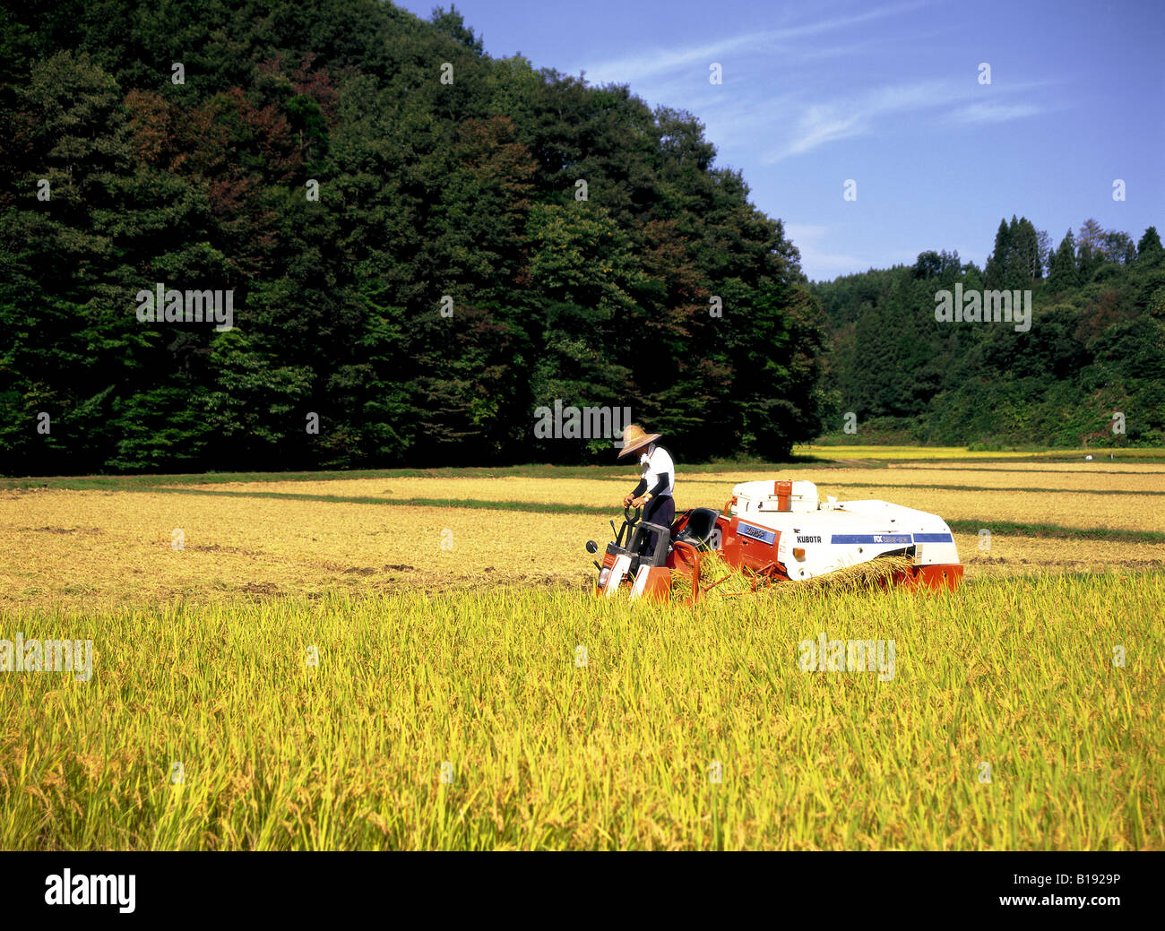Farmer harvesting rice akita prefecture Japan Stock Photo - Alamy