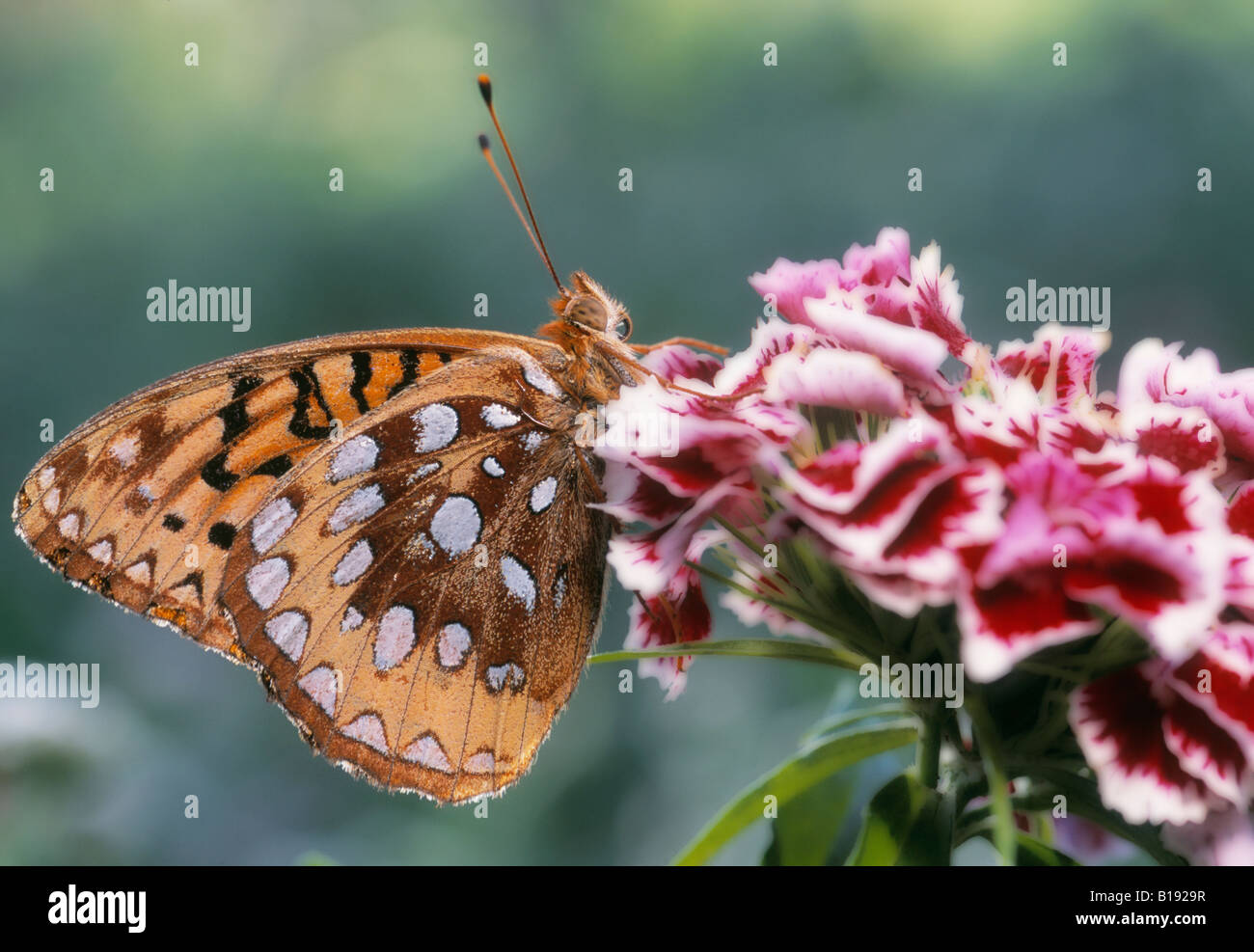 Coronis hi-res stock photography and images - Alamy