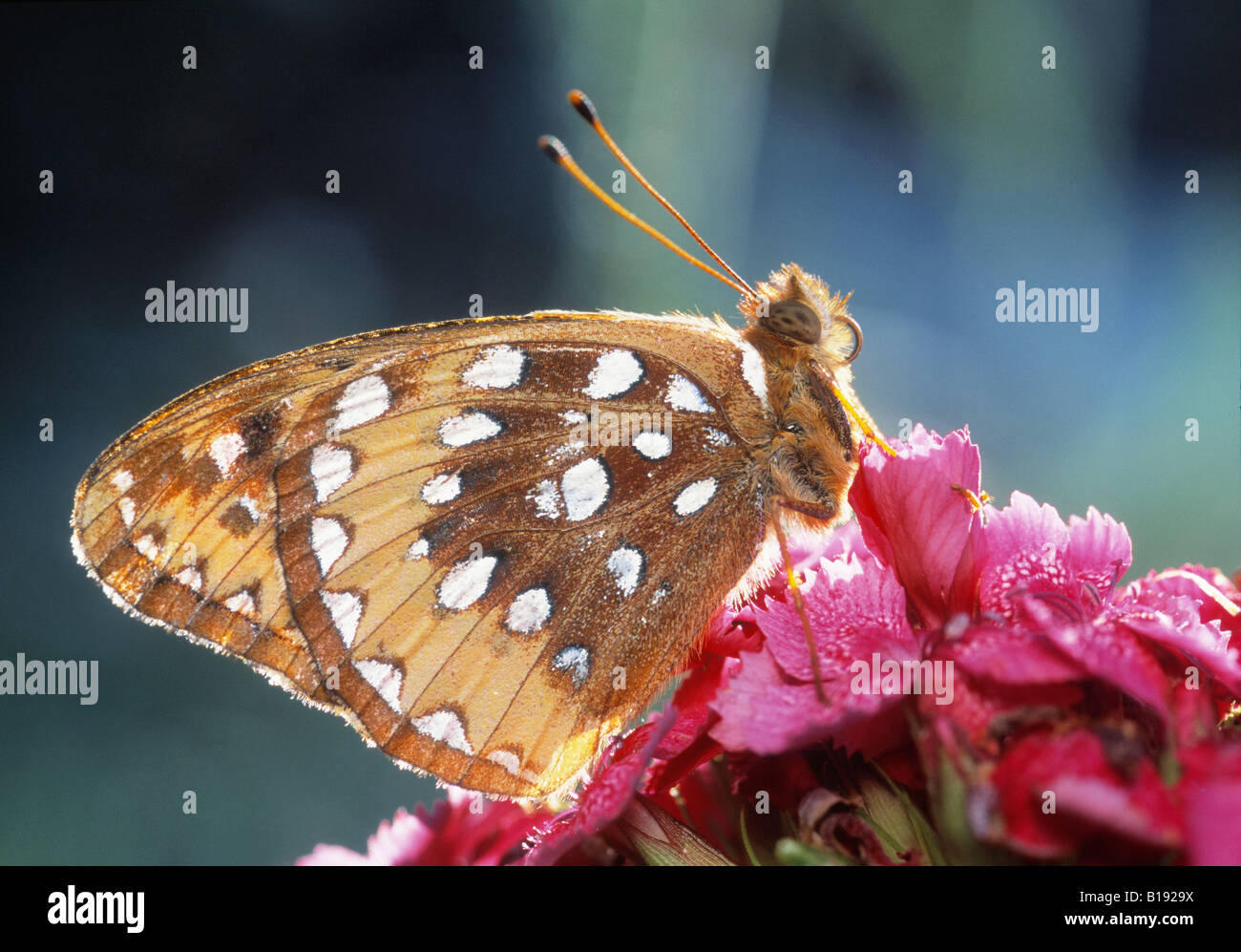 Coronis hi-res stock photography and images - Alamy
