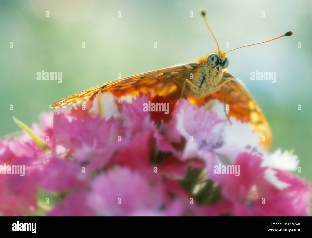 Coronis hi-res stock photography and images - Alamy