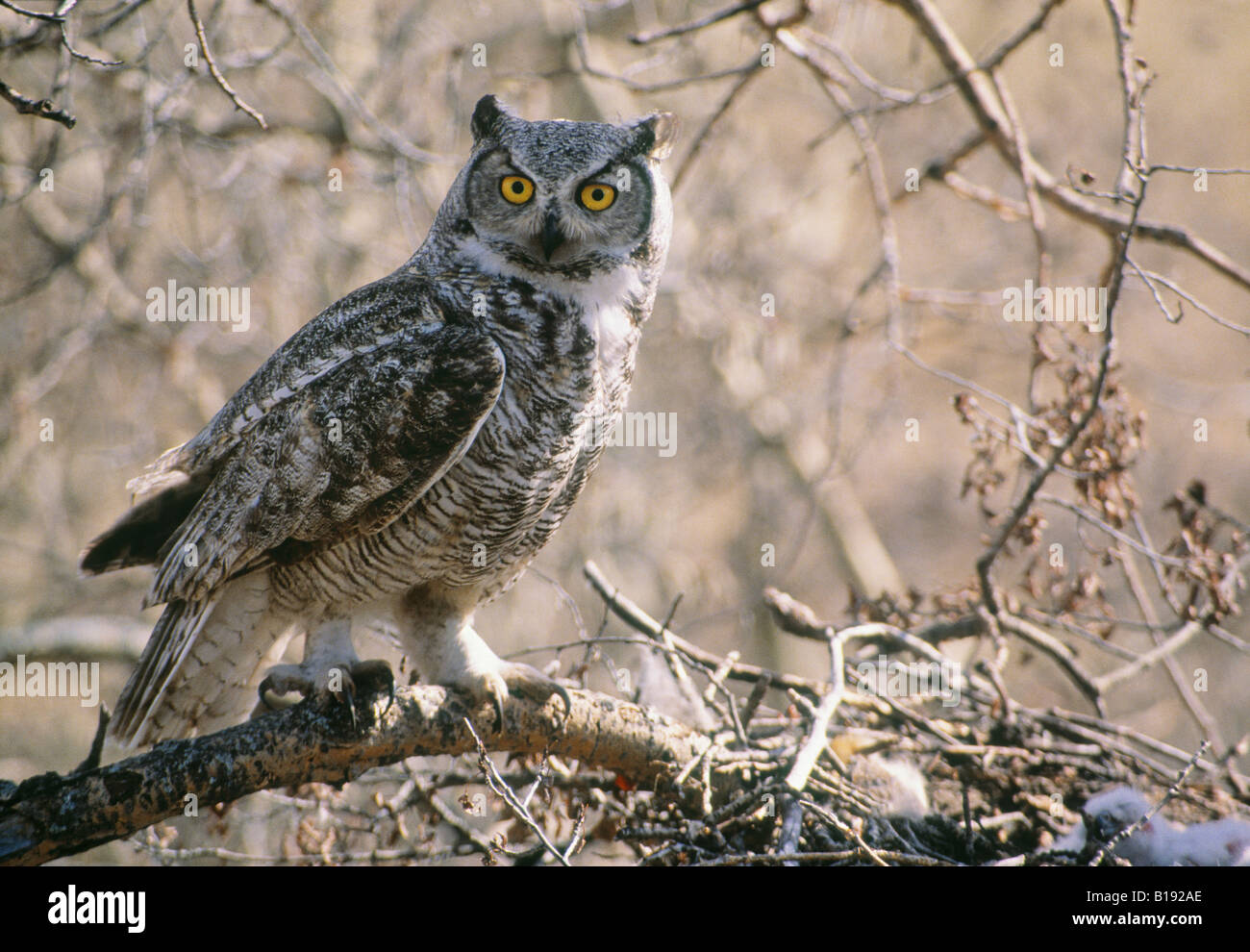 Great wildlife moments hi-res stock photography and images - Alamy