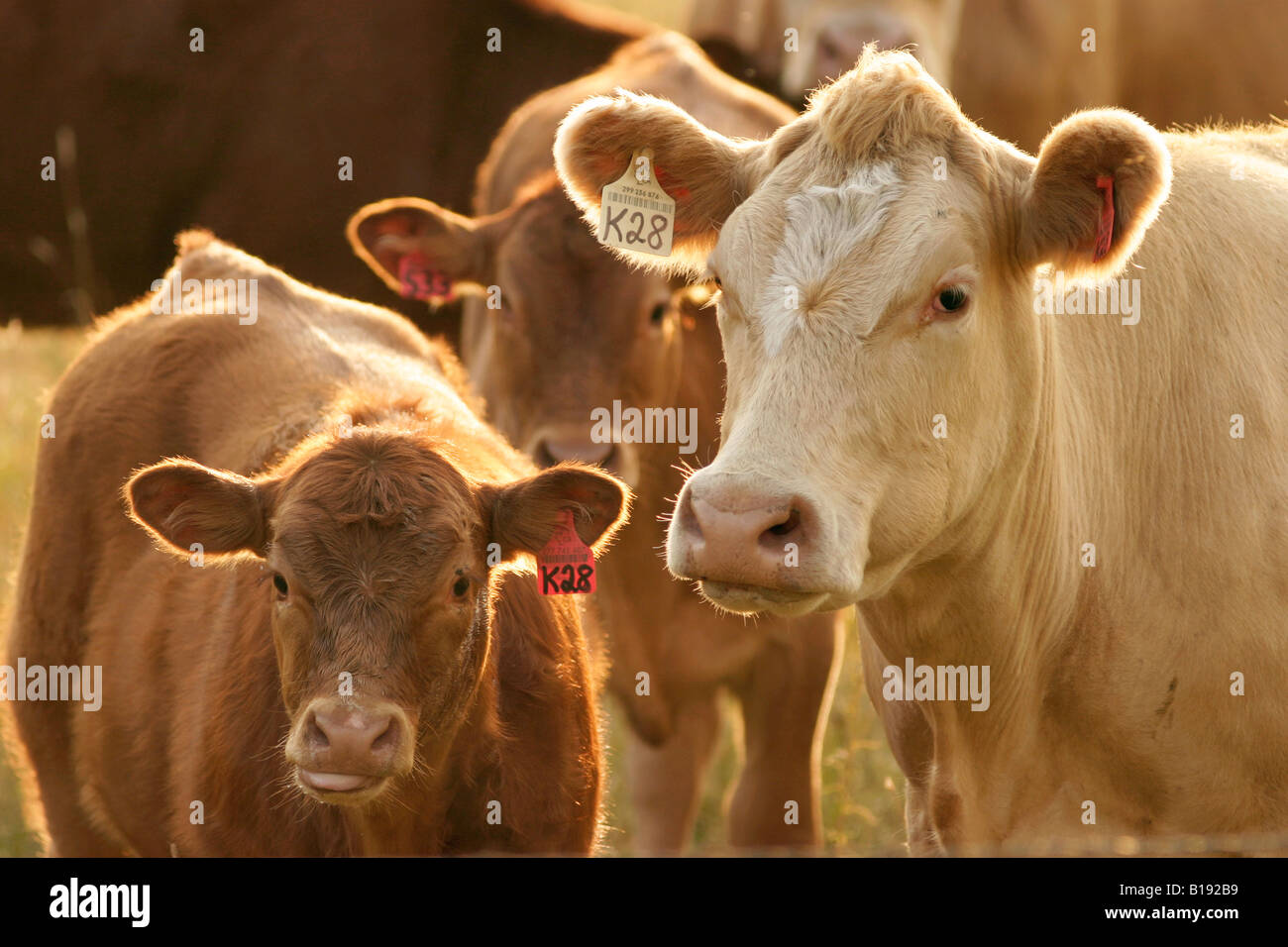 Western alberta cattle hi-res stock photography and images - Alamy