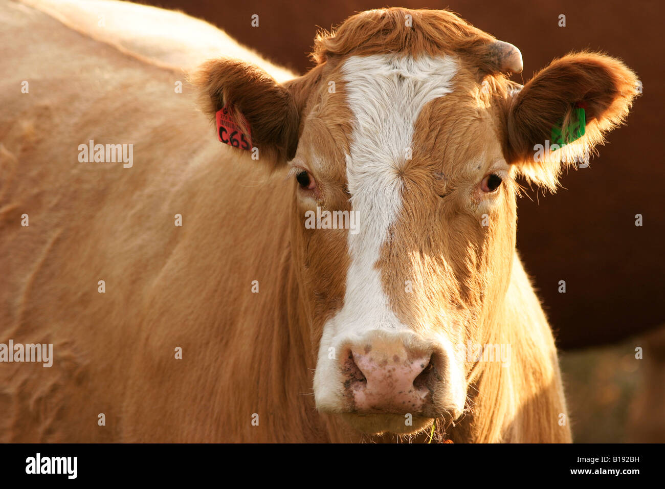 Western alberta cattle hi-res stock photography and images - Alamy