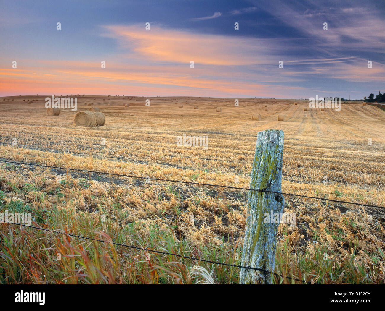 Bottrel hi-res stock photography and images - Alamy