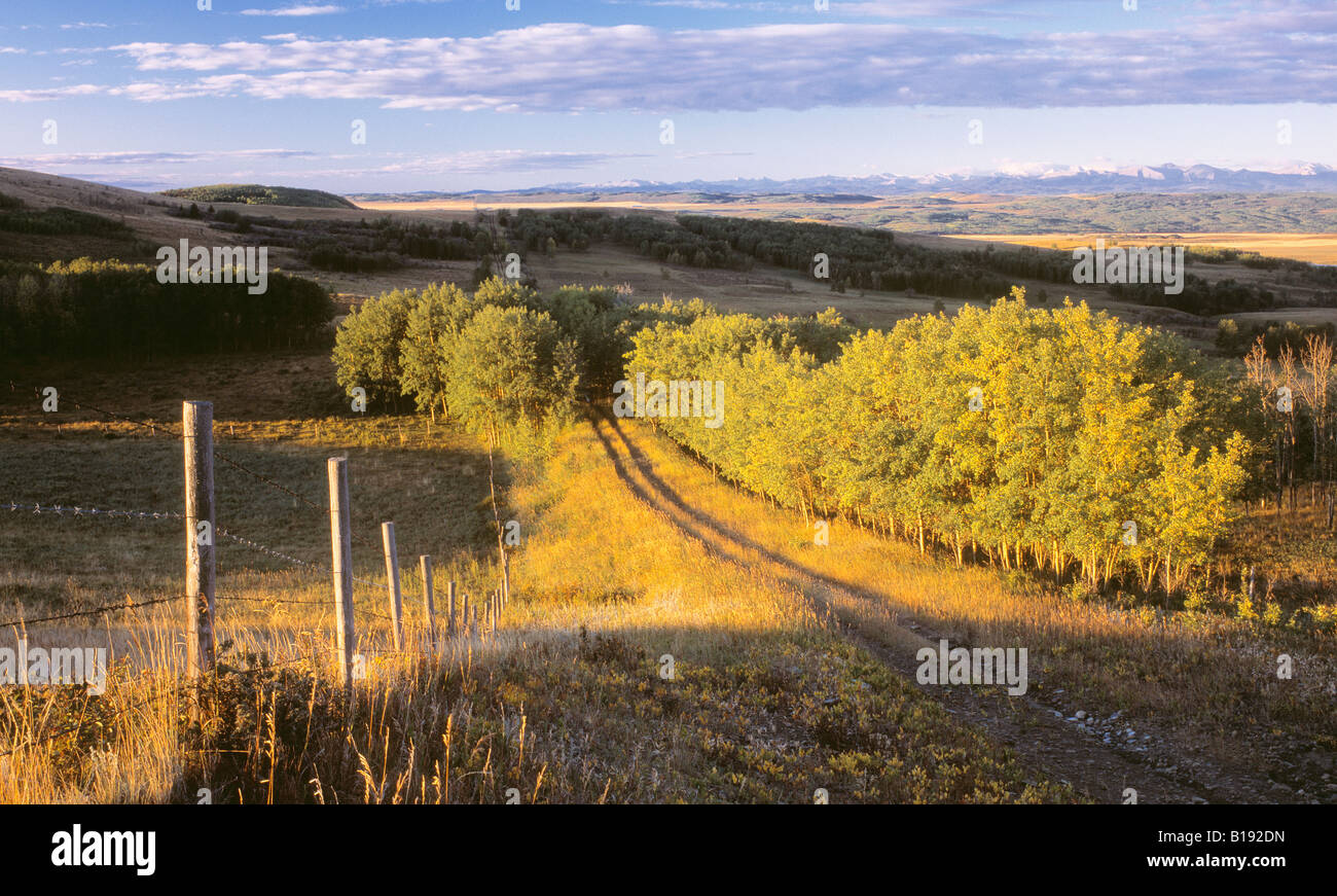 Fence grass trees fenceposts hi-res stock photography and images - Alamy