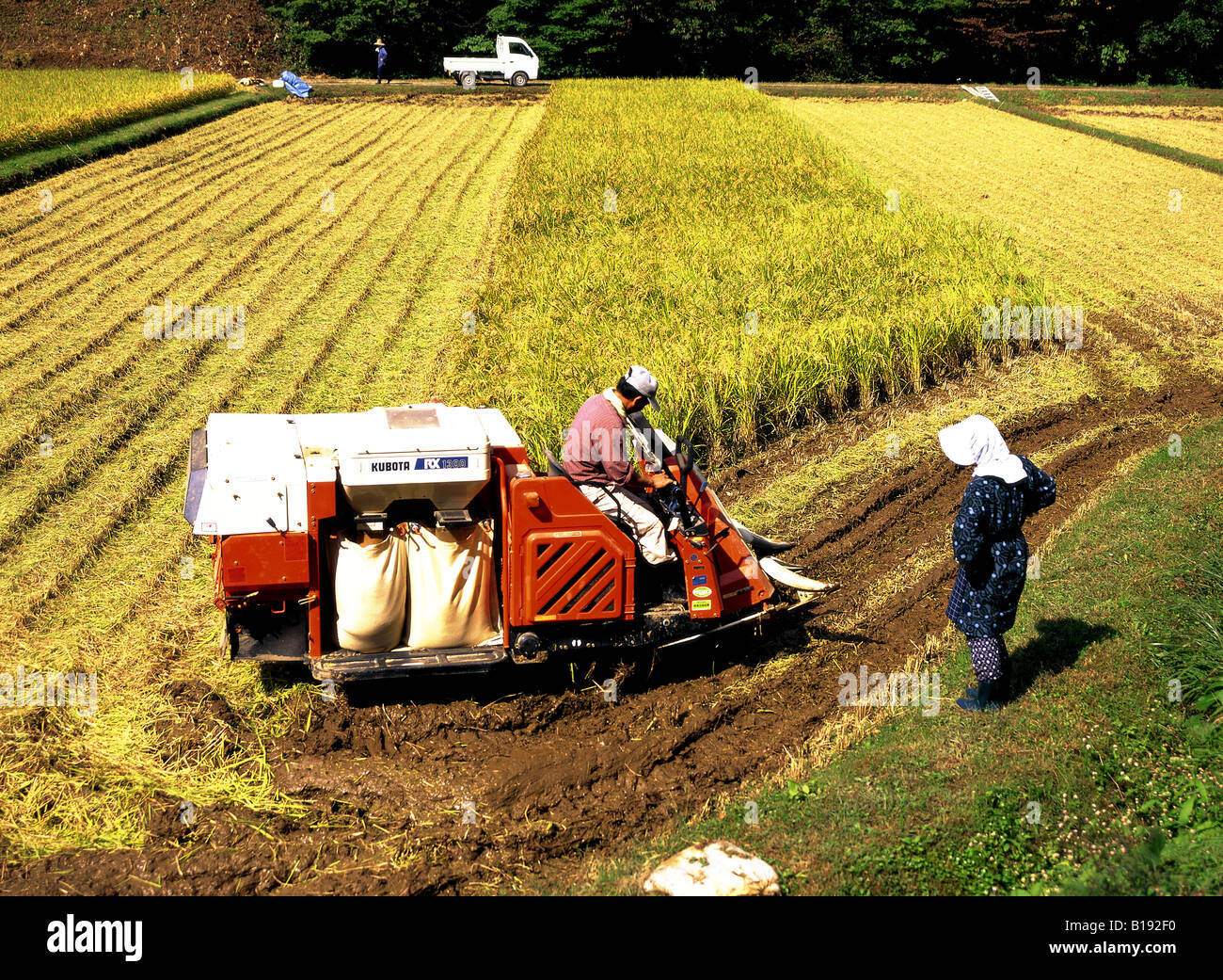Japan farmer harvesting rice combine hi-res stock photography and ...