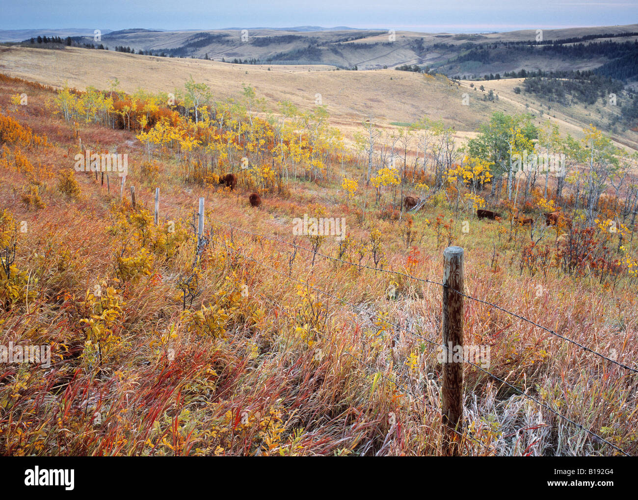 Fall Colours And Rangeland High Resolution Stock Photography and Images ...
