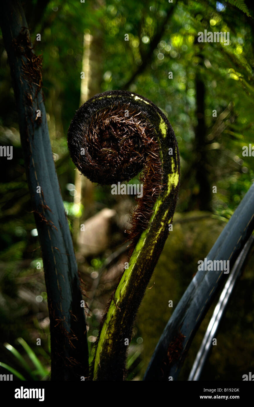 Rib fern hi-res stock photography and images - Alamy