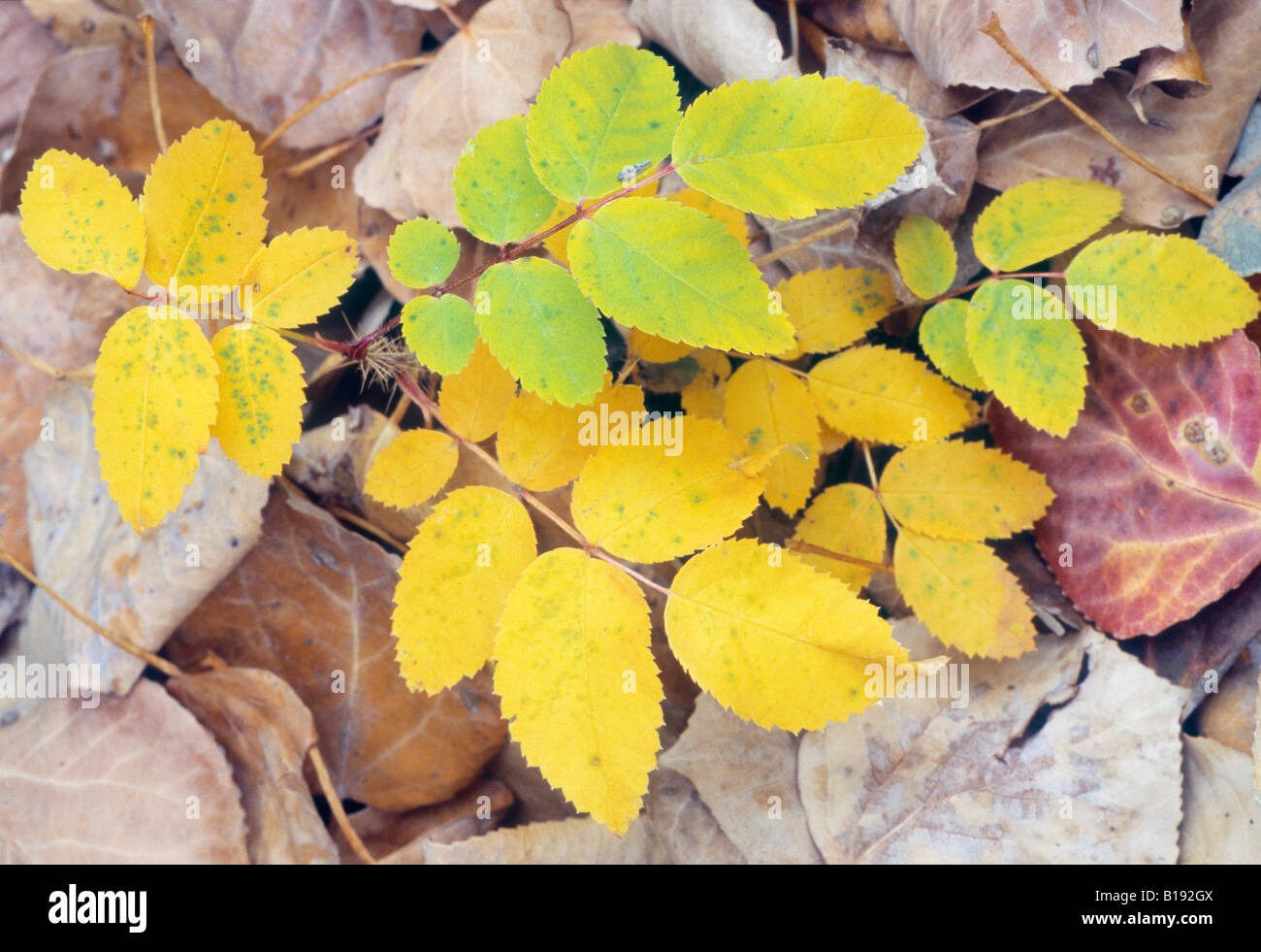 Wild Rose leaves in fall amongst a bed of Balsam Popular and Trembling ...