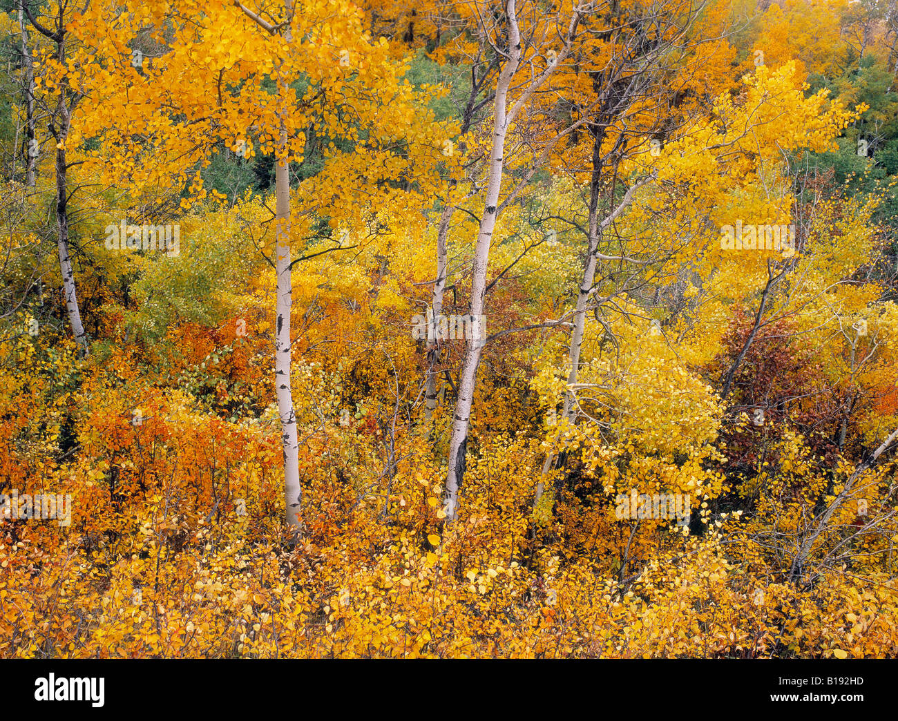 Mixed Forest Canada High Resolution Stock Photography and Images - Alamy