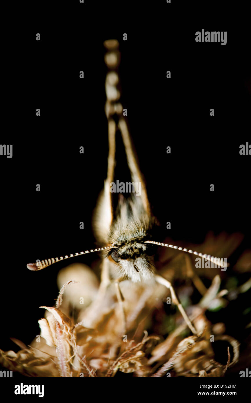 Dragonfly grub hi-res stock photography and images - Alamy