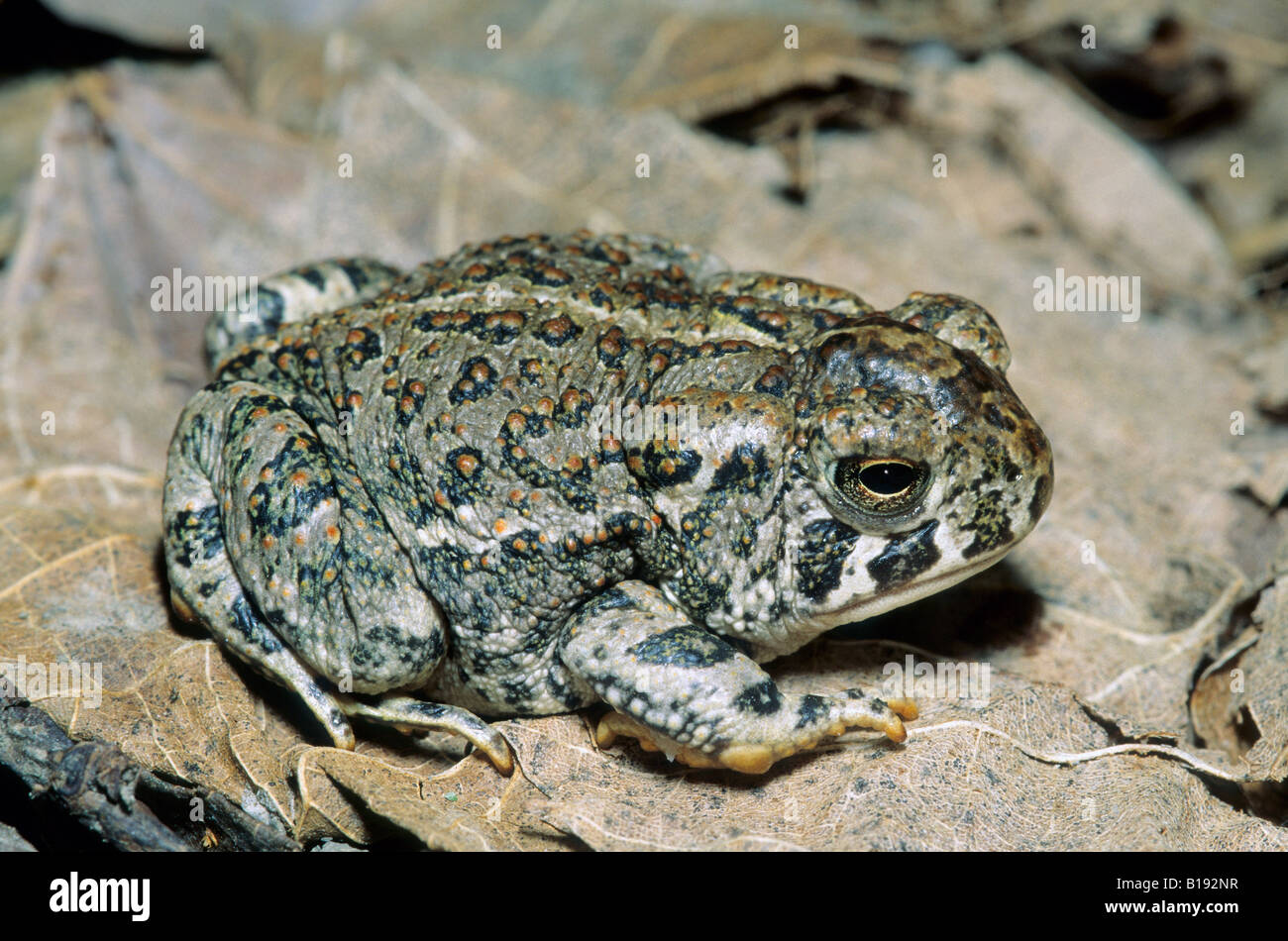 Canadian toads hi-res stock photography and images - Alamy