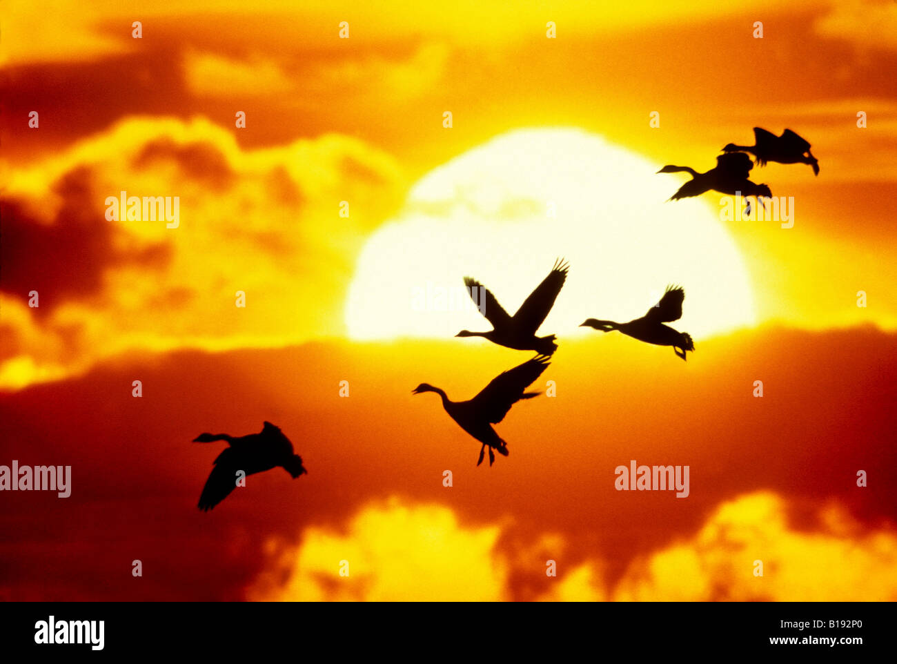 A flock of canada geese (Branta canadensis) lands in a prairie slough ...