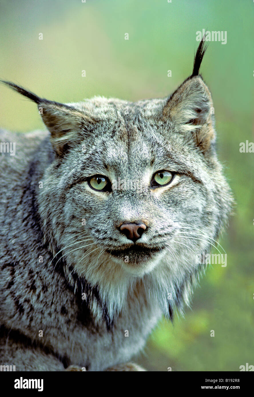 Canadian lynx (Lynx canadensis), Alberta, Canada Stock Photo - Alamy