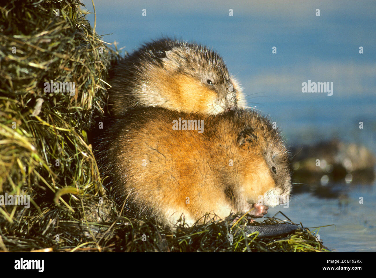 Muskrats (Ondatra zibethicus) huddling beside their winter lodge, prairie Alberta, Canada Stock ...