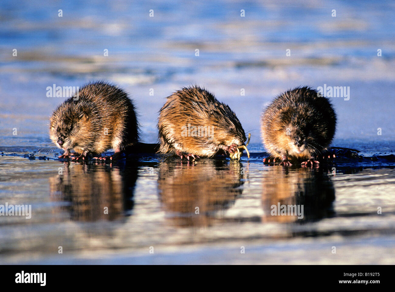 Wintering muskrats (Ondatra zibethicus) eating underwater bulbs on the ...