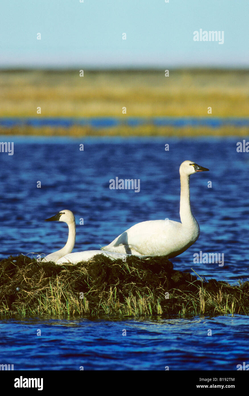 Nesting tundra swans (Cygnus columbianus), arctic tundra, northern ...