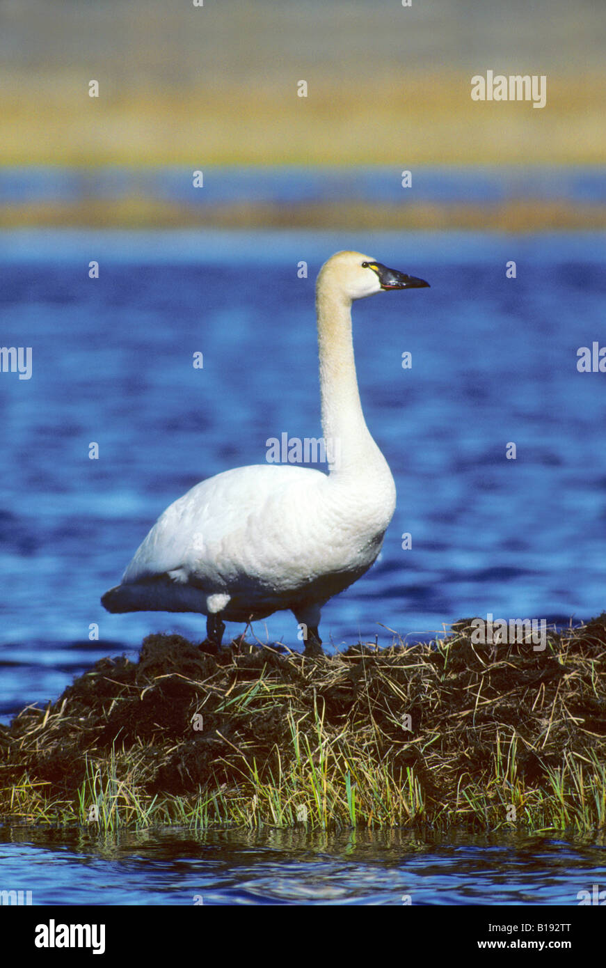 Nesting tundra swan (Cygnus columbianus), arctic tundra, northern Yukon ...