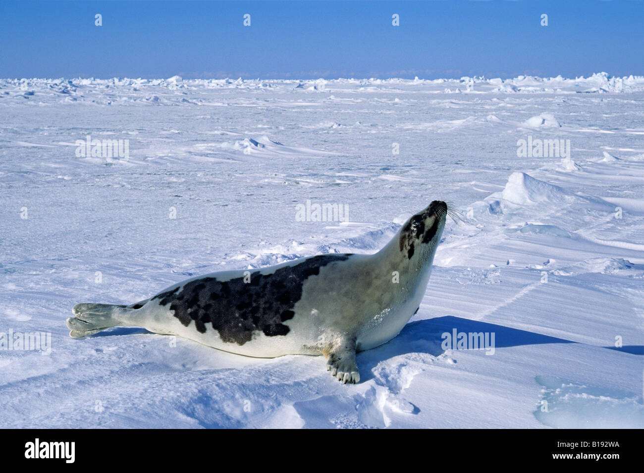Magdalen isa hi-res stock photography and images - Alamy