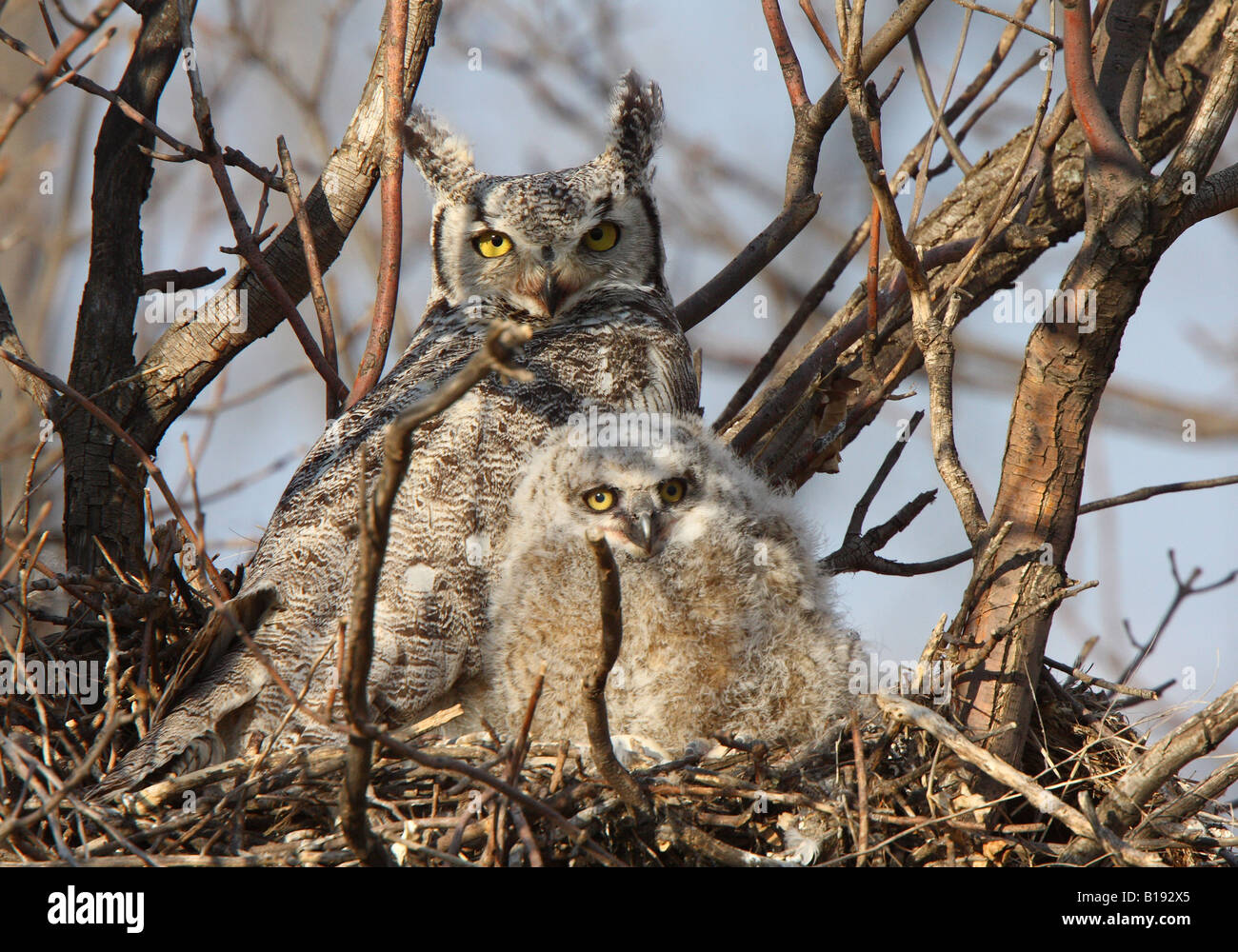 Great Horned Owl and owlet in nest Stock Photo - Alamy