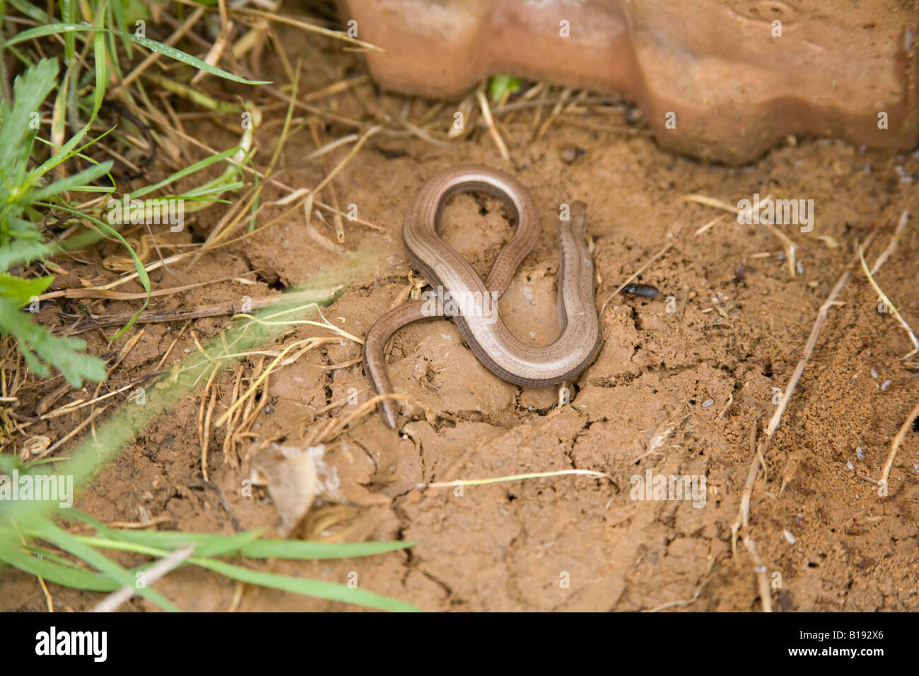Slow worm hi-res stock photography and images - Alamy