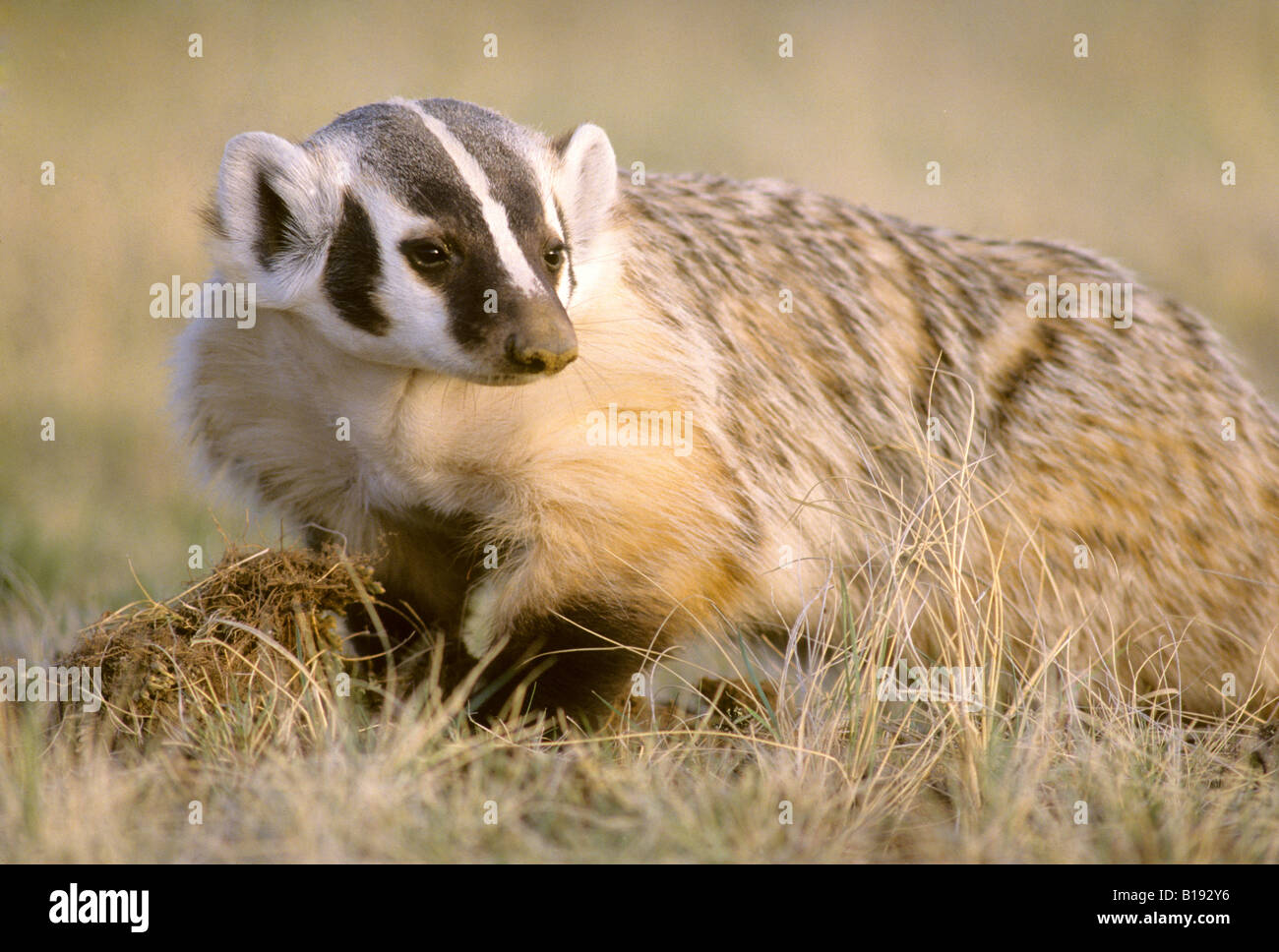 American badger digging hi-res stock photography and images - Alamy