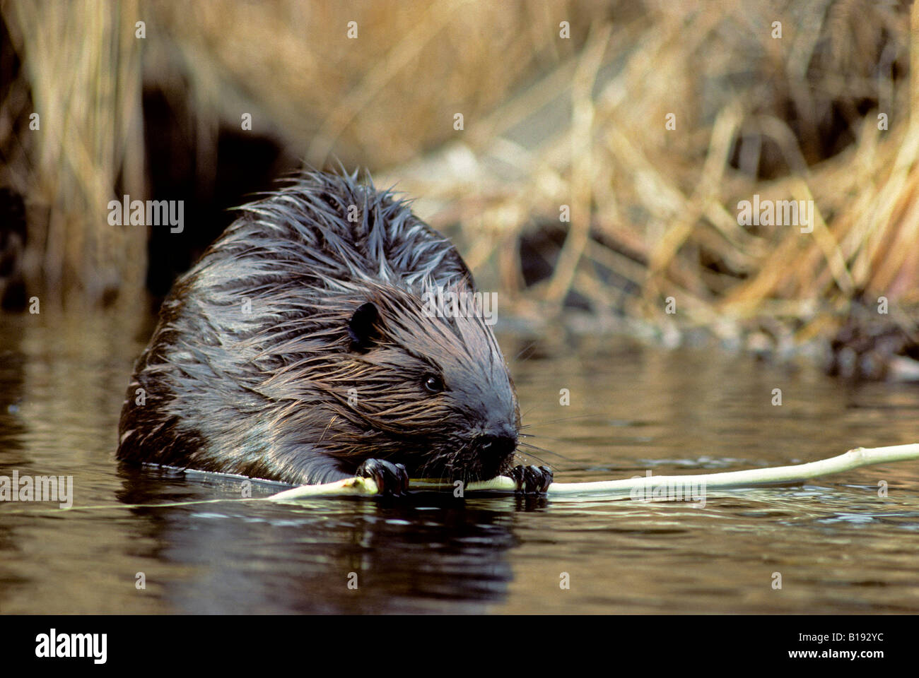 Adult American beaver (Castor canadensis) eating the bark from an aspen ...