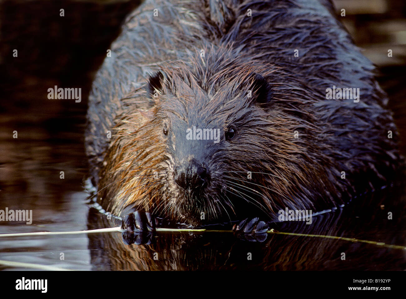 American beaver (Castor canadensis) chewing on an aspen twig, northern ...