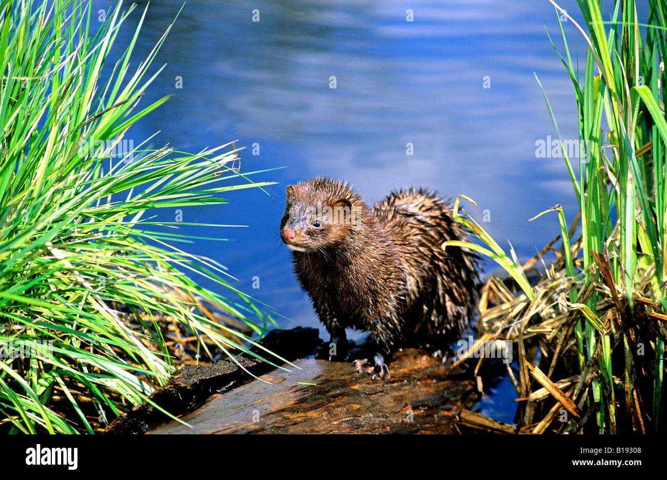 Mink animal photos hi-res stock photography and images - Alamy