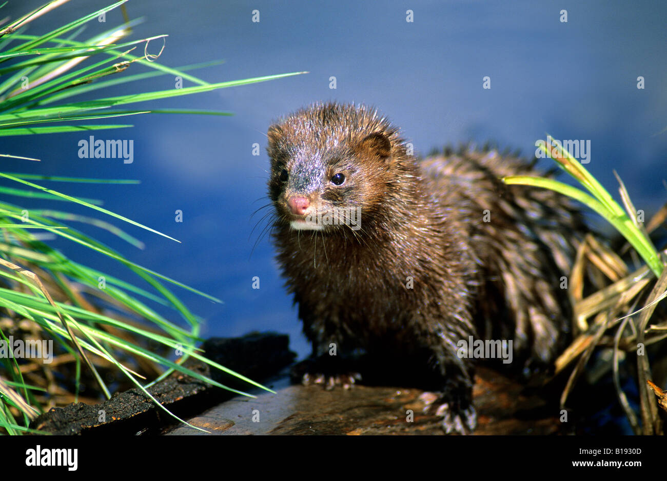 Mink animal photos hi-res stock photography and images - Alamy