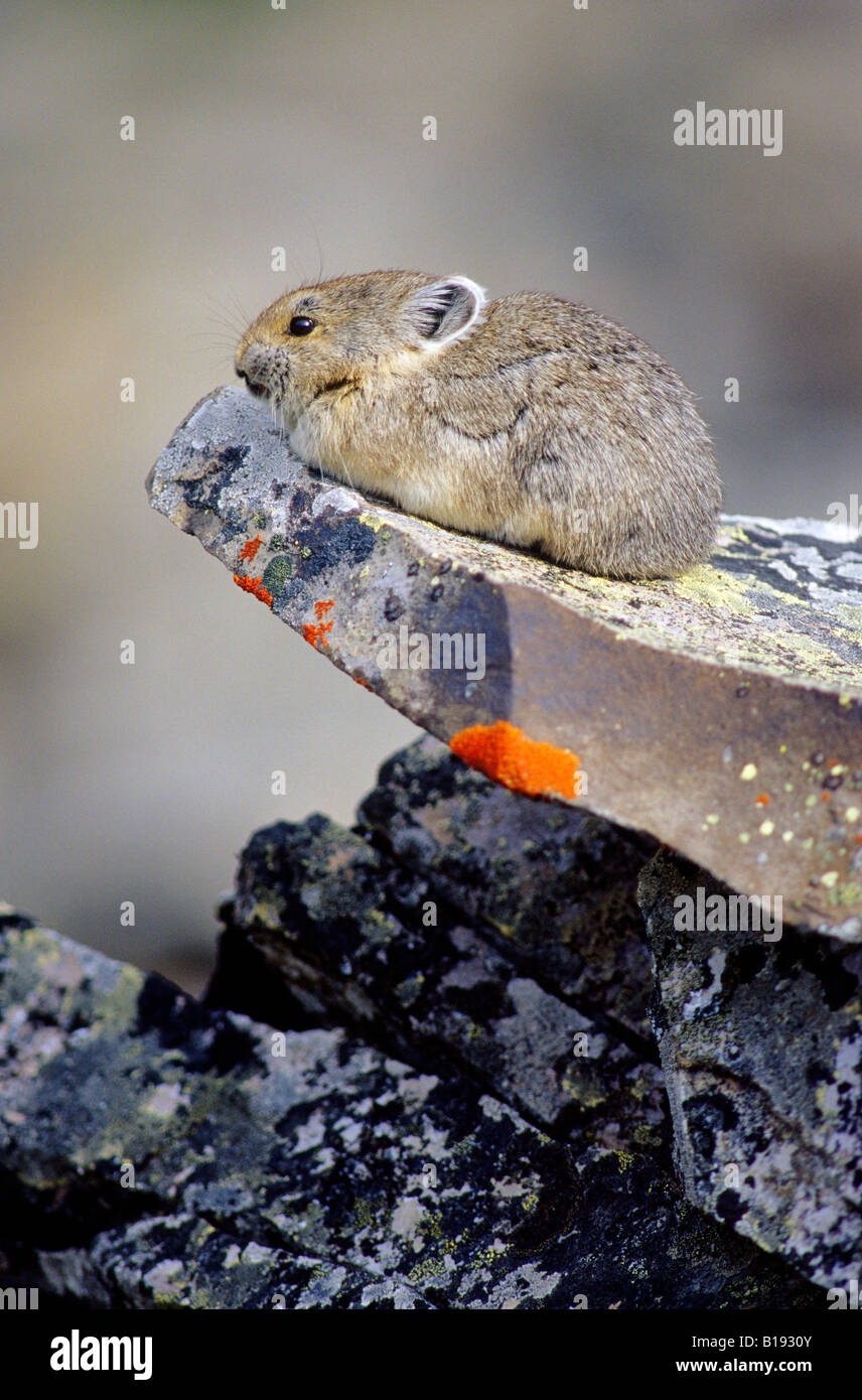 Adult male American pika (Ochotona princeps) on territorial lookout ...